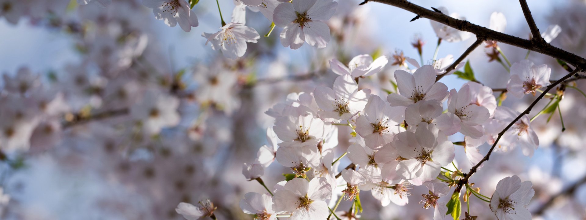 Expert Wear Eyeshadow Quads - Eye Makeup - Maybelline